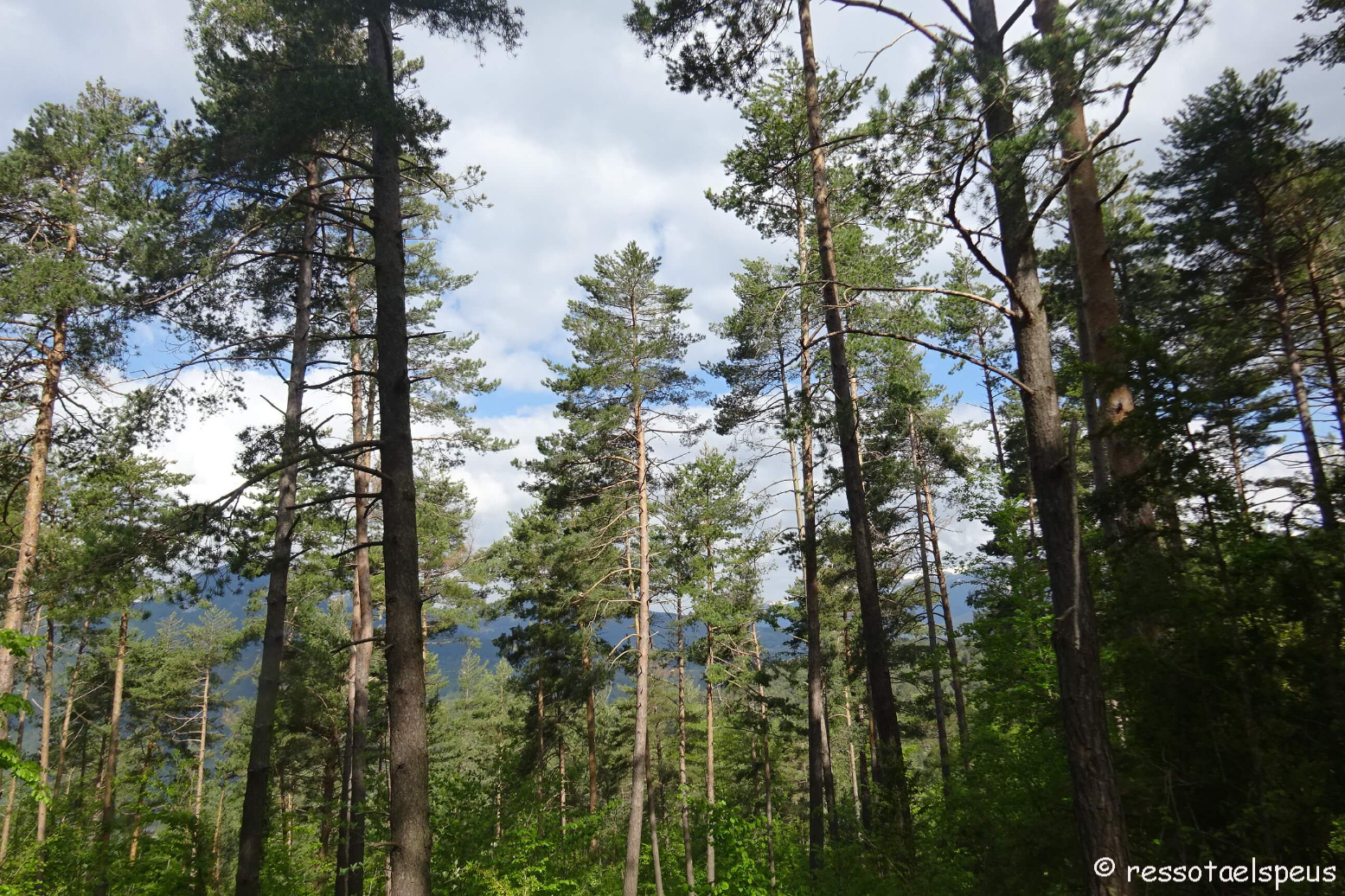 res sota els peus: Sant Amand des del balneari de Montagut
