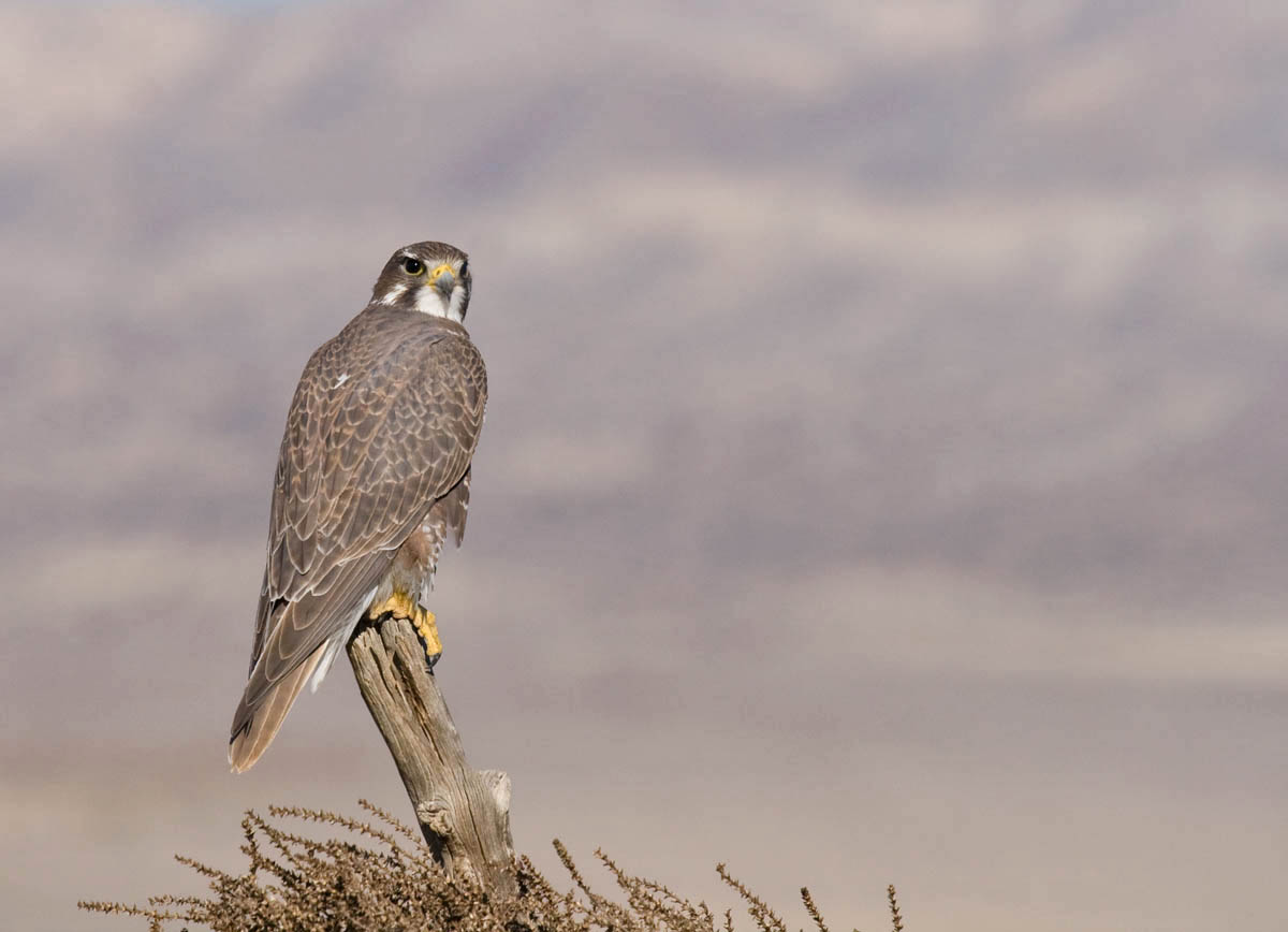 Close encounter with a Prairie Falcon on the Carrizo Plain - Greg in ...