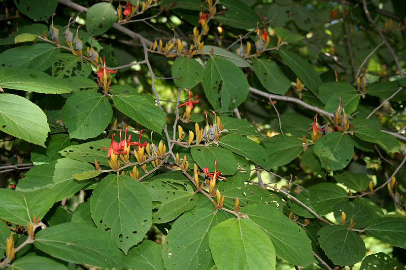 Variety of Life: Helicteroideae