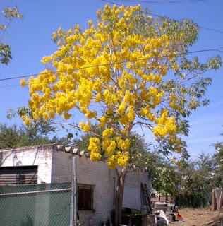 TRAVELS WITH FAITH: Mexican Flowers and Plants