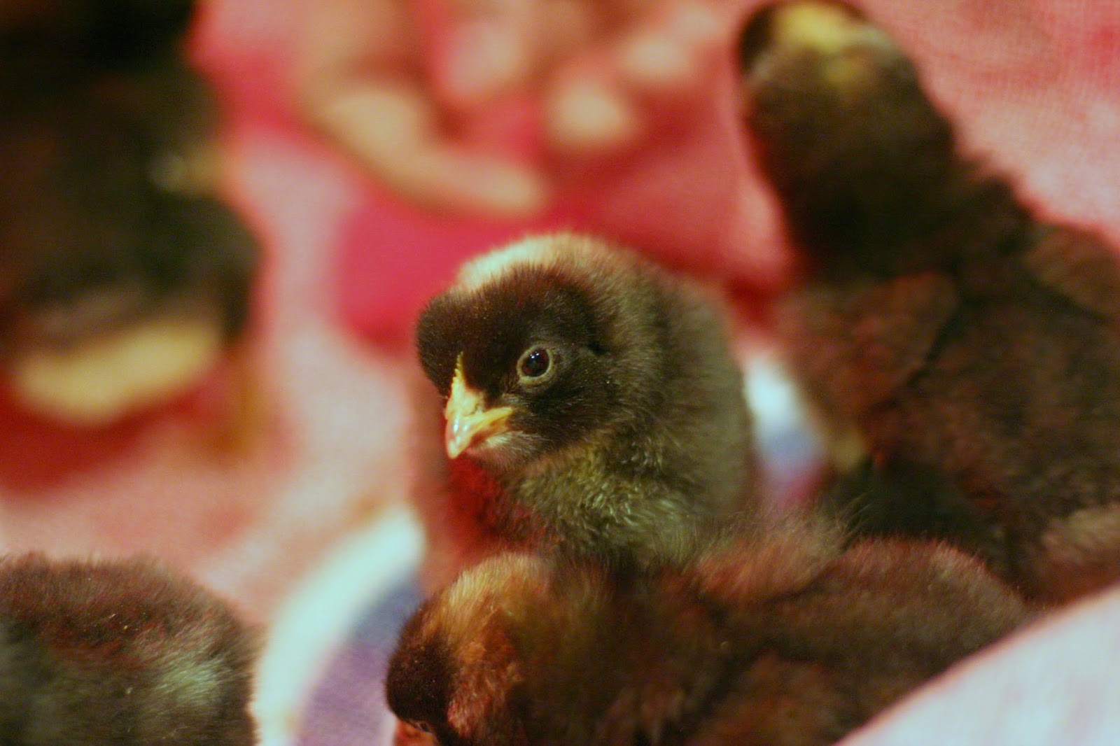 The Aquila Homestead: Chickens - A Spice Girl Update