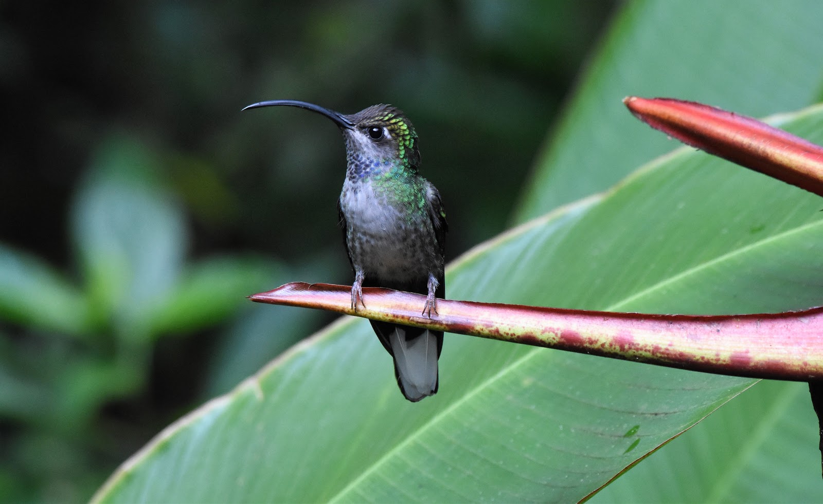 Las Aventuras: A Charm of Hummingbirds