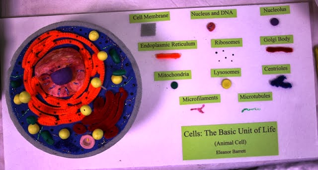 Fulton Science Academy: Fulton Science Academy 3D Cell Models
