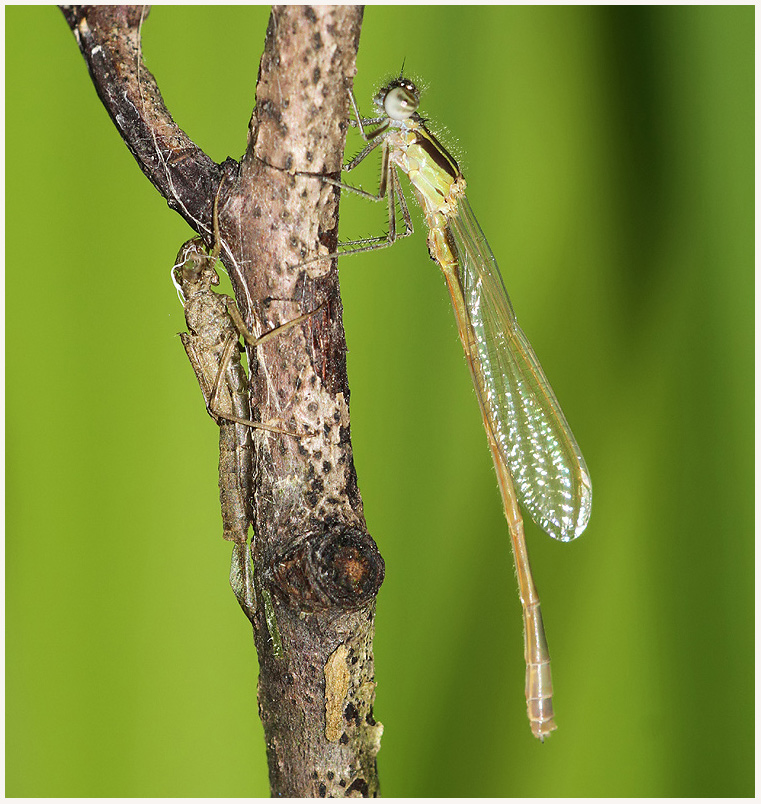 Kent Dragonflies: Newly Emerged Azure Damselfly Kent Dragonflies: Newly Emerged Azure Damselfly
