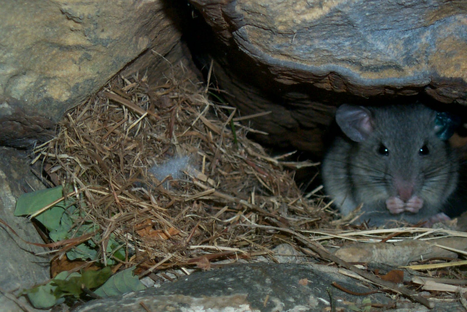 Endangered New Jersey: Studying the Allegheny Woodrat: A Video