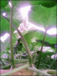 Eternidade pela Palavra: Aboboreira