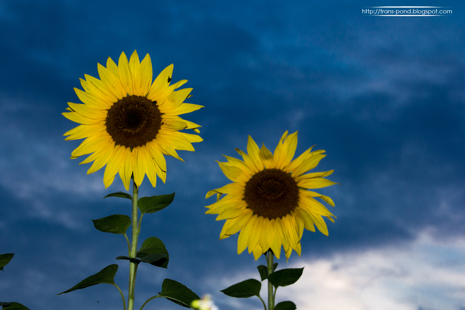 Trans Pond: Sunflowers at night