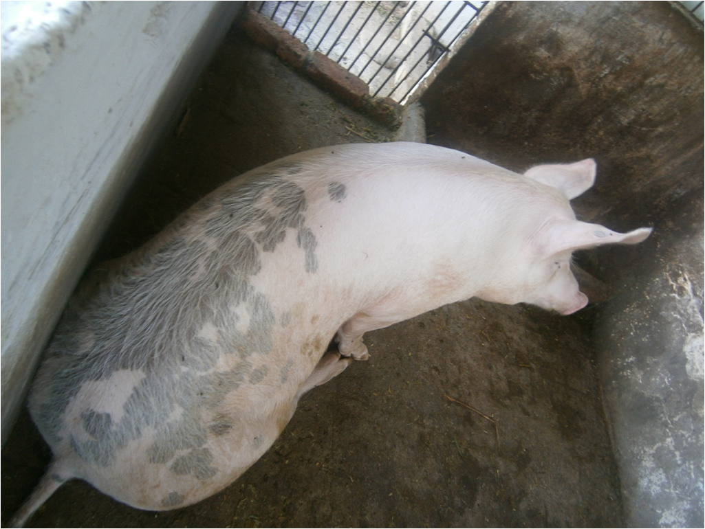 NUESTRA INSTITUCION: INSTITUTO TECNICO AGROPECUARIO HATO SANTANDER