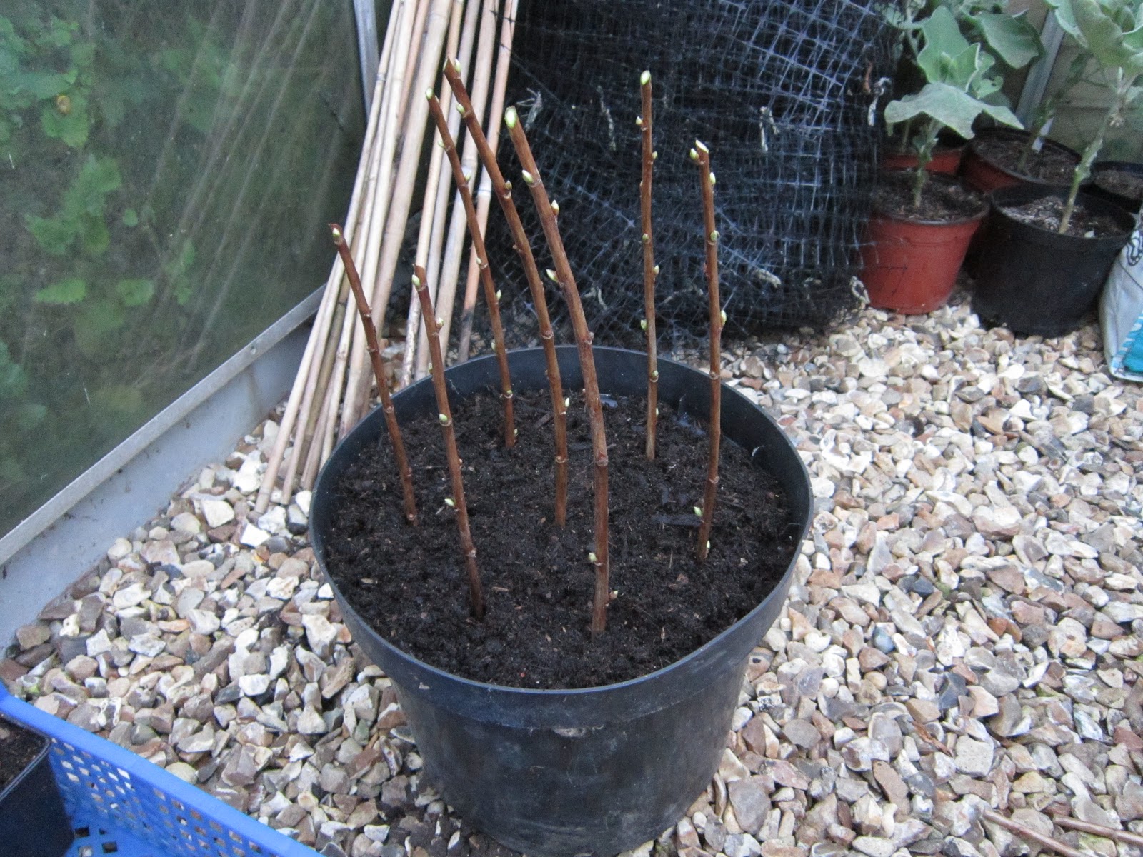 Seeds, roots, leaves and fruits...: Propagating Jostaberries