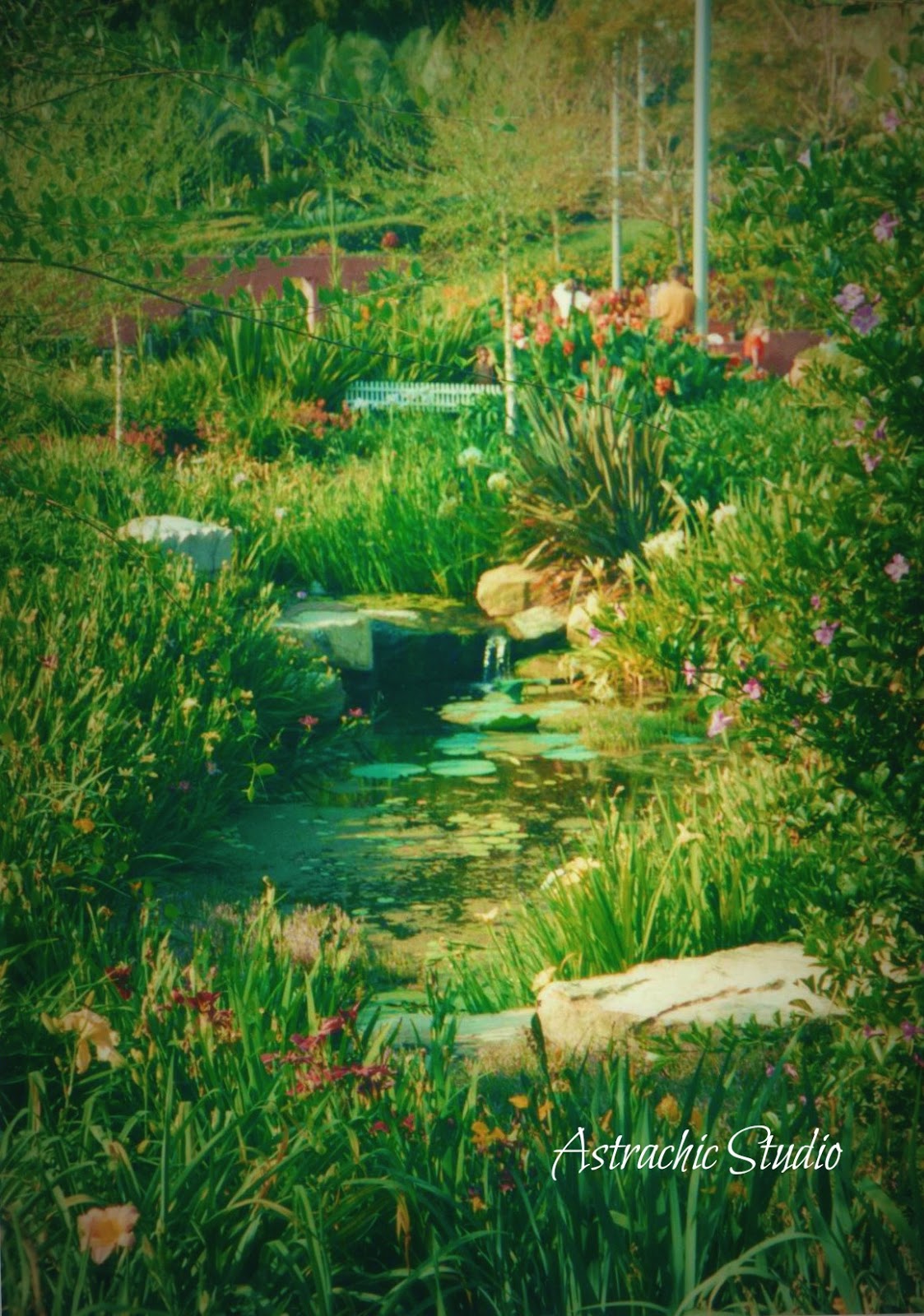 Astrachic Studio: My Flame Tree is a Poinciana!