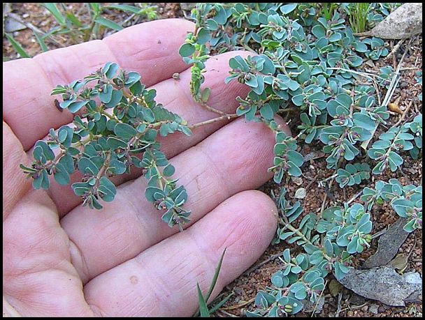 Flora of the Pilliga Forests: Chamaesyce drummondii