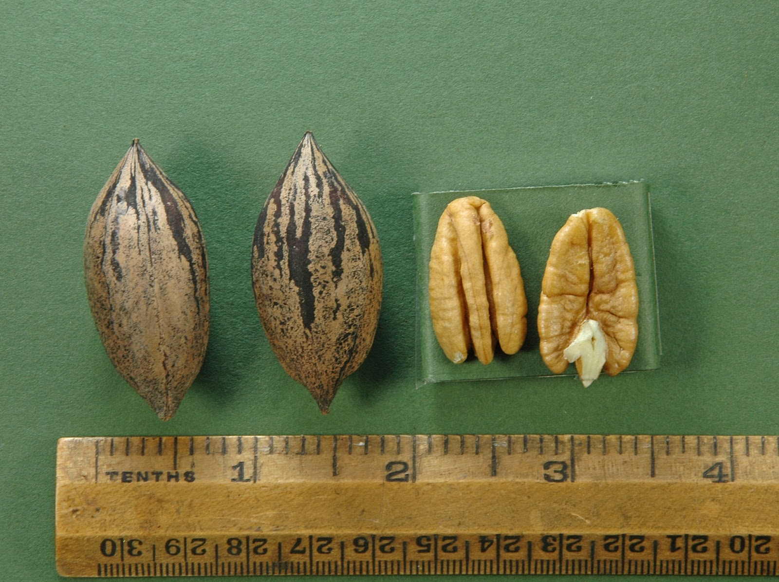 Types Of Pecan Trees