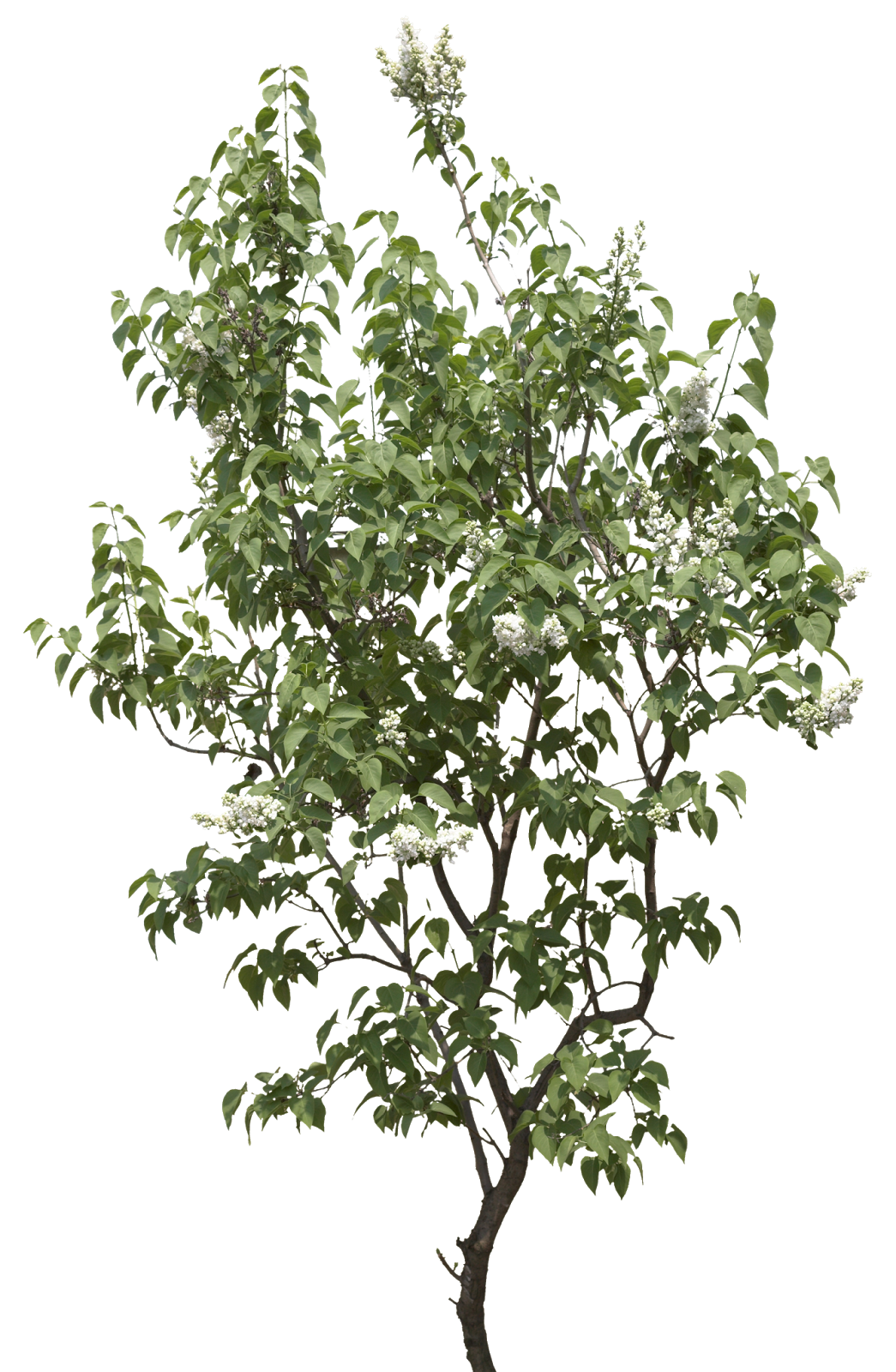 pouzolles textures : arbres,buissons et arbustes