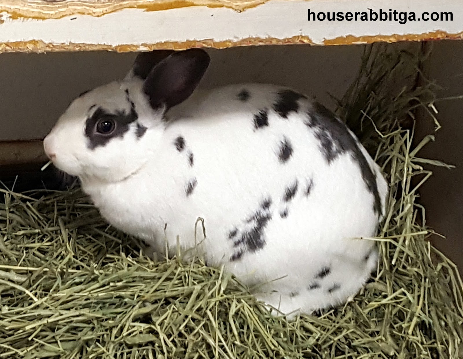Rabbit Ramblings: Adoptable bunnies at the Georgia House Rabbit Society