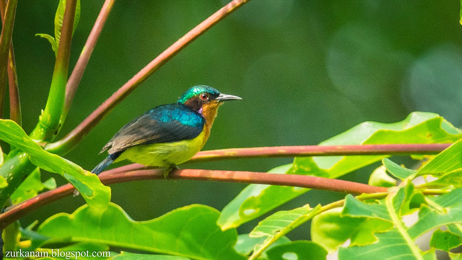 Zul Ya - Birds of Peninsular Malaysia: Ruby Cheeked Sunbird