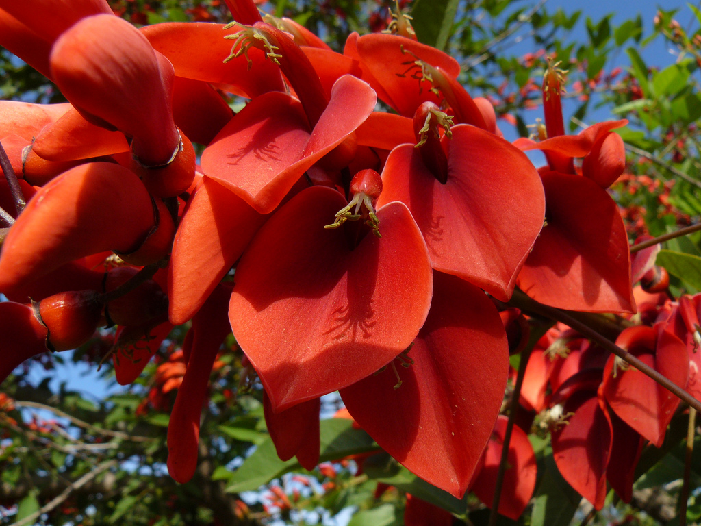 El Magazin de Merlo: Feliz DIA FLOR NACIONAL: Cada 22 de Noviembre se ...