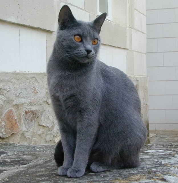 Chartreux