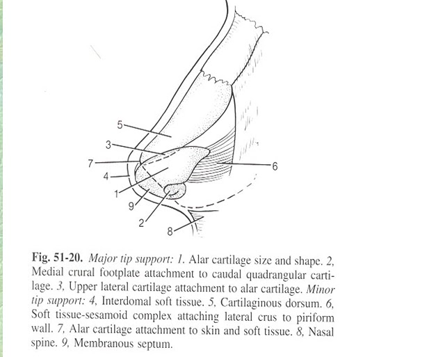 Nose Revision Surgery and Surgeons: Nasal tip complications and ...