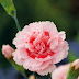 Flowers Gardens: Lacy Carnation
