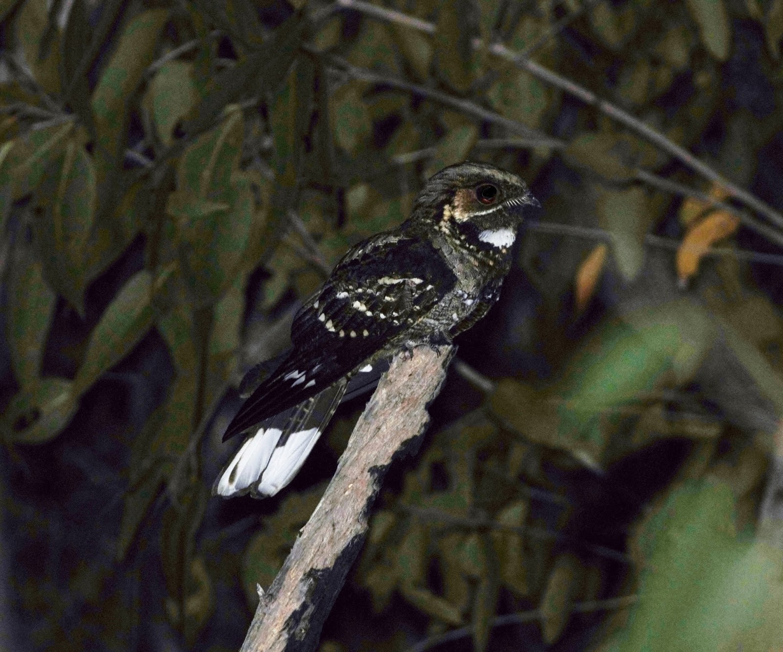 sunshinecoastbirds: Large-tailed Nightjar & White-throated Nightjar at ...
