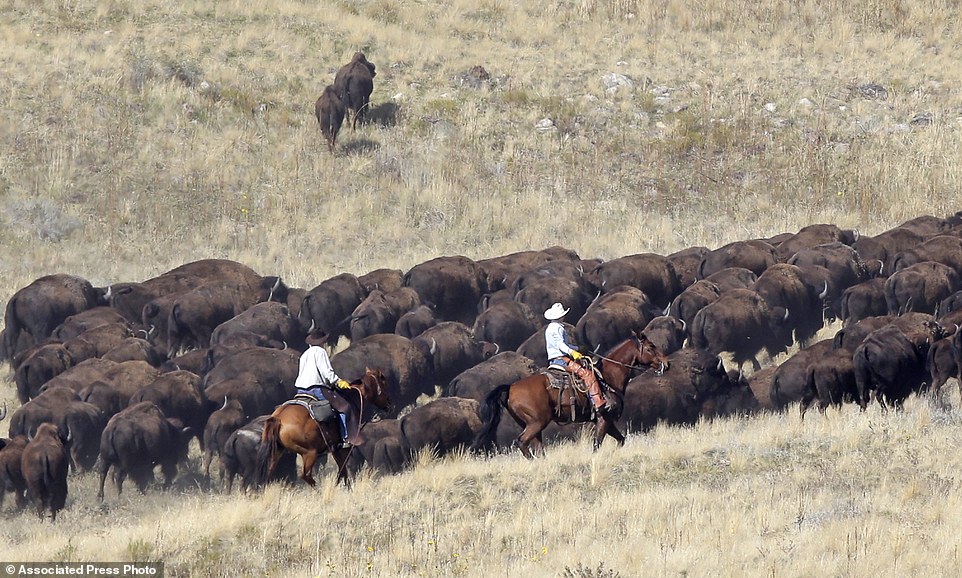 White Wolf : 1,300 genetically pure bison pound through park at annual ...