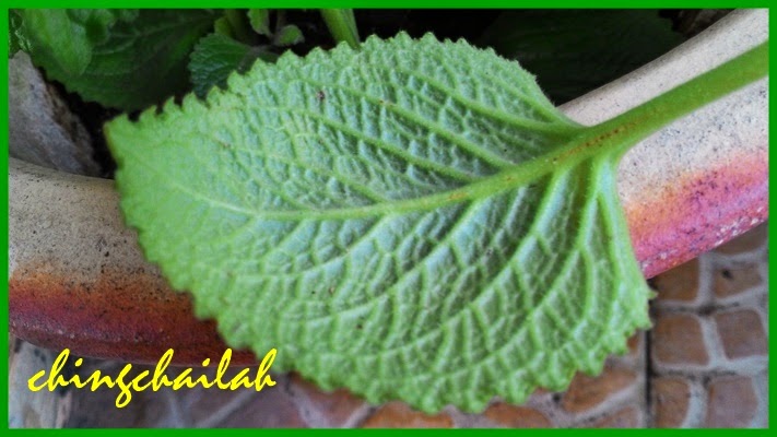 Simple Living In Nancy: Growing Chinese Lemon Leaves, Indian Borage Or ...