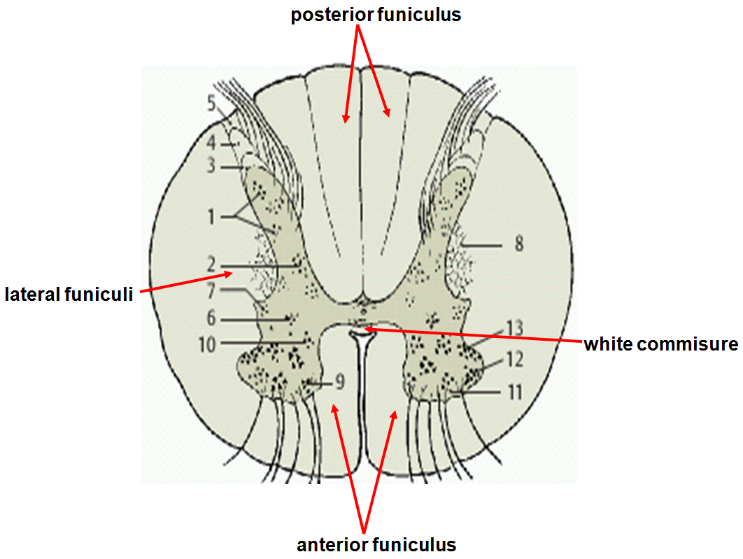 MBBS Medicine (Humanity First): Anatomy of Spinal Cord