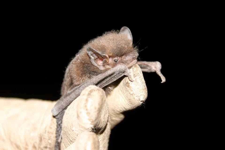 Paws and Learn: Interview Wednesday - The Truth About BATS