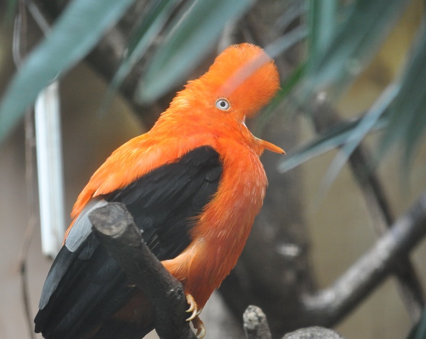 ZOOTOGRAFIANDO (6.100 ANIMALS): GALLITO DE ROCA / ANDEAN COCK-OF-THE ...