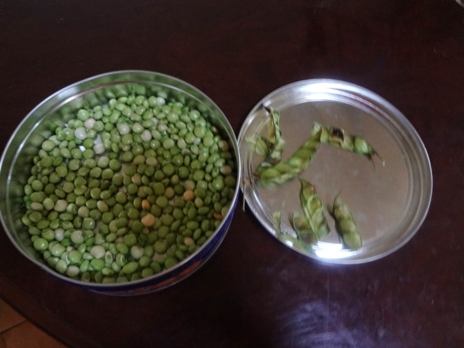 Homesteading in the tropics: Pigeon Peas (Gandules)