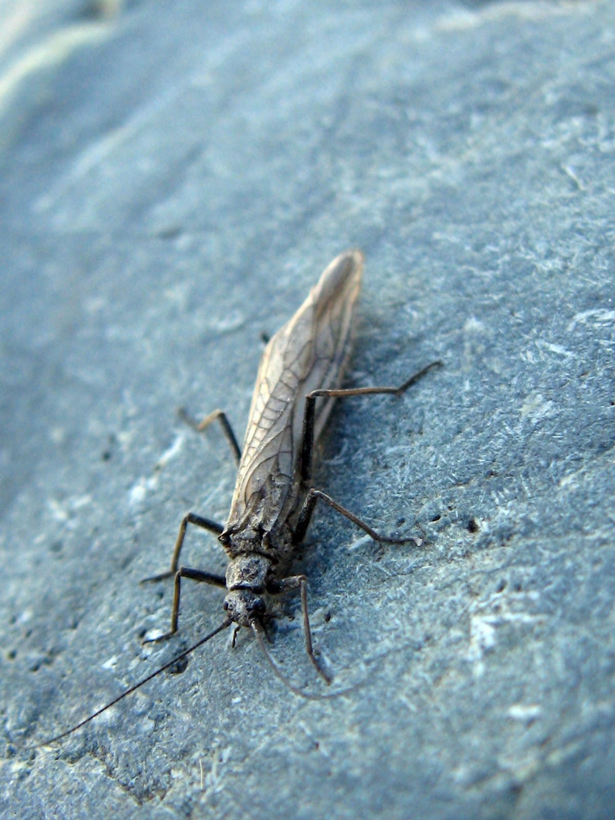 Nature Nut Lady: Bugs in Winter? You Bet!