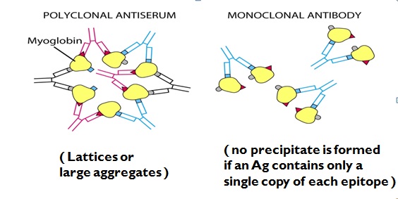 microbiology: Antigen Antibody interaction