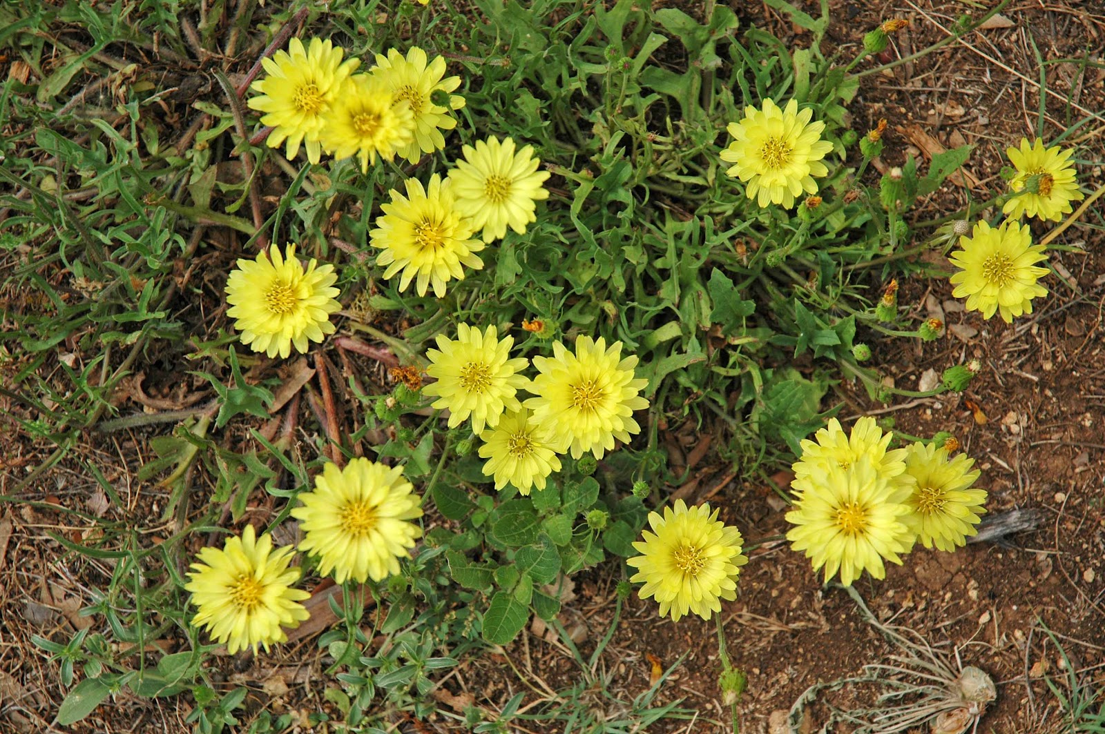 Window on a Texas Wildscape: The Texas dandelion