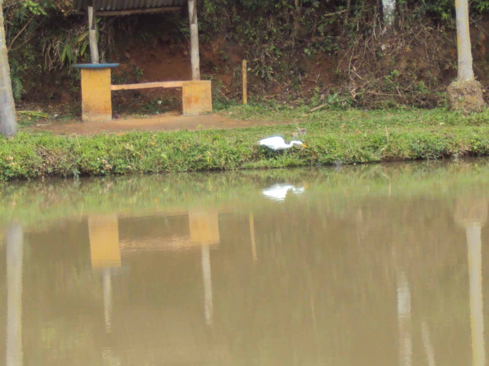OS PESCADORES TS: pesqueiro triangulo - 03/12/2011