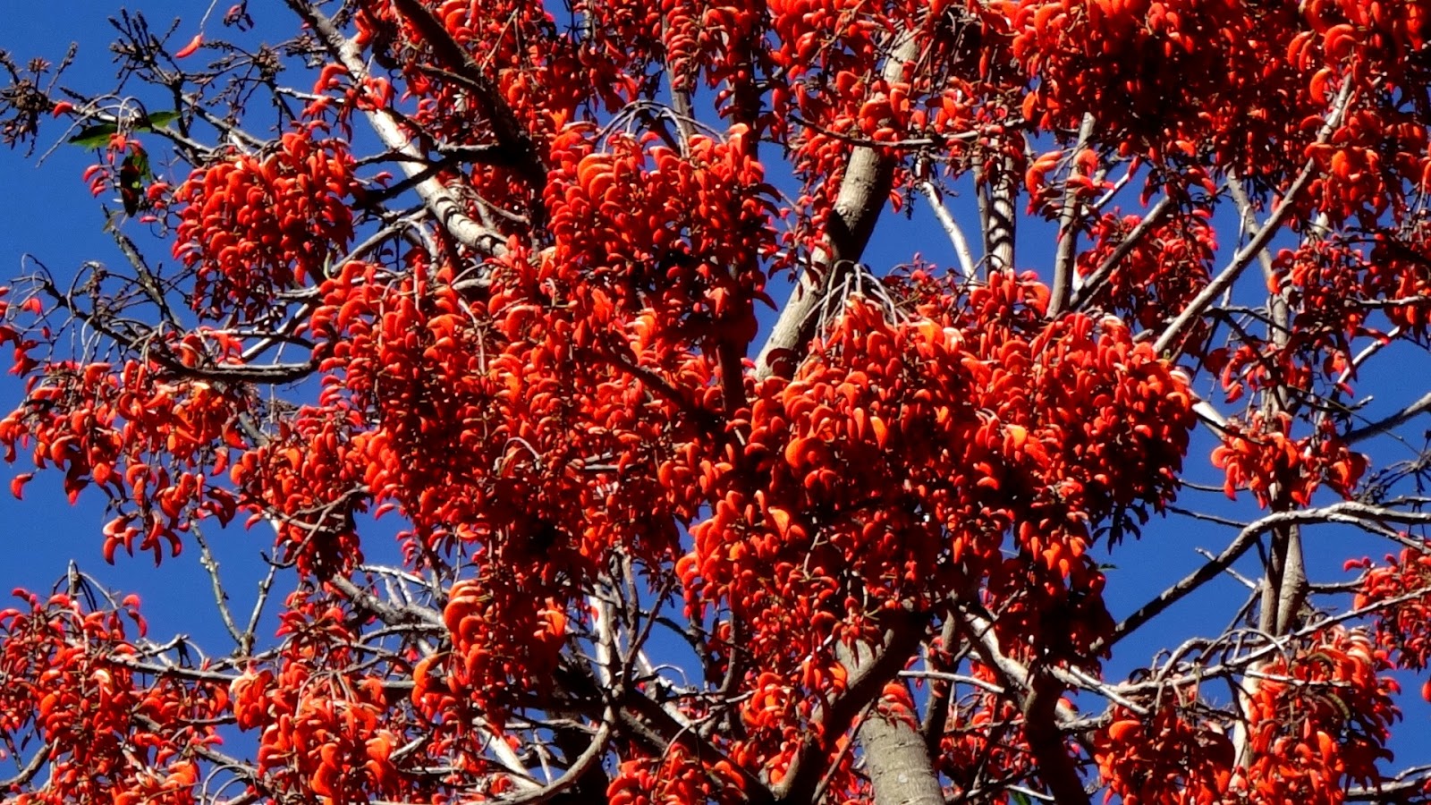Uma flor por dia: Eritrina, Mulungu, corticeira