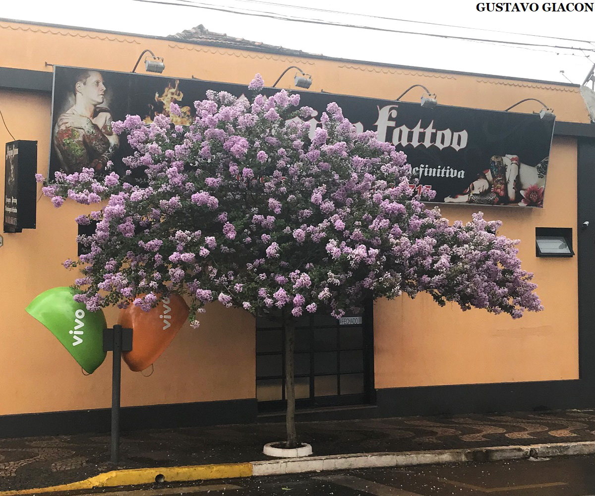 Viveiro Ciprest - Plantas Nativas e Exóticas: Resedá Lilás ou Roxo ...