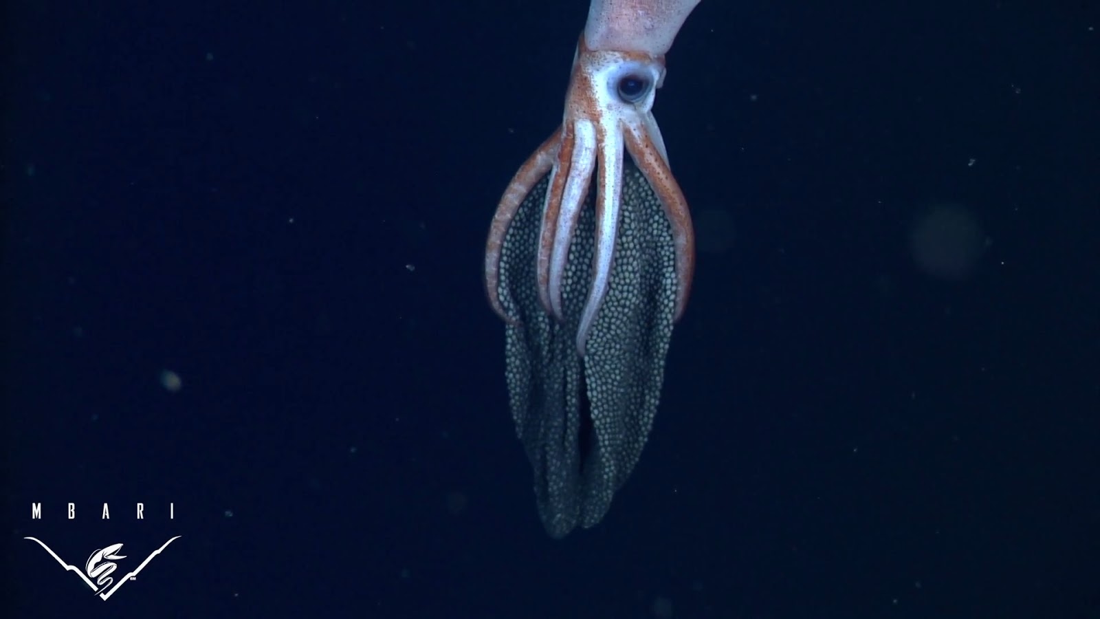Real Monstrosities: Broody Squid