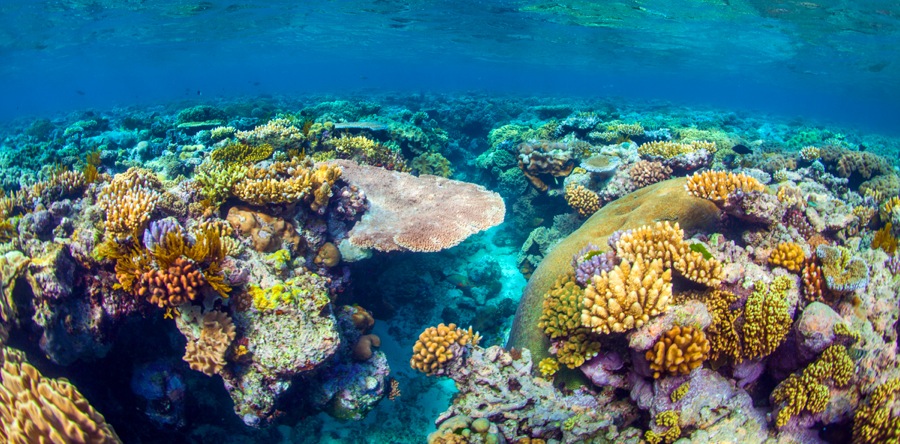 My Conservation Journey: The Great Barrier Reef