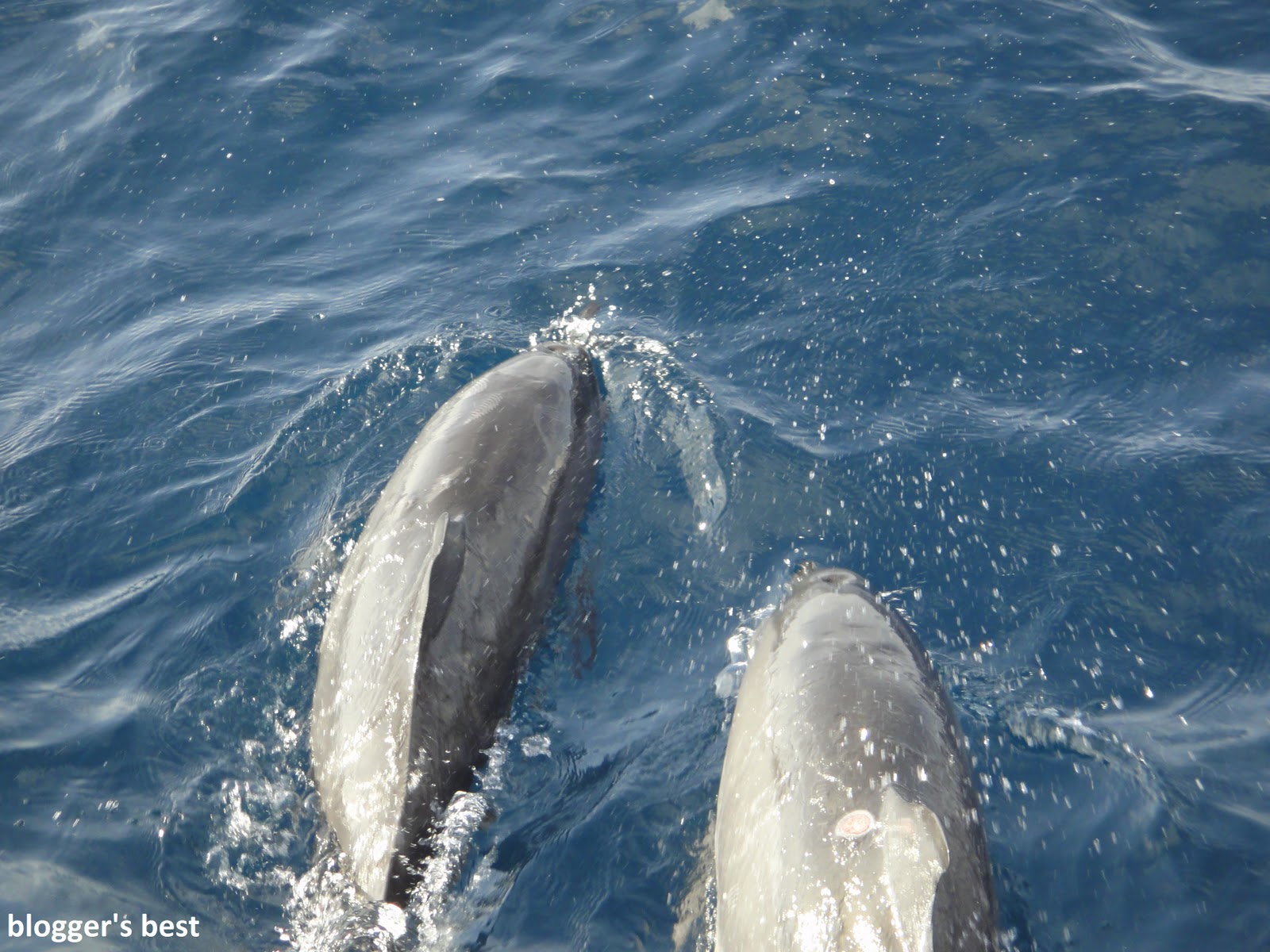 Blogger's Best Vacations, Places and Food Trips: DOLPHIN WATCHING TOUR ...