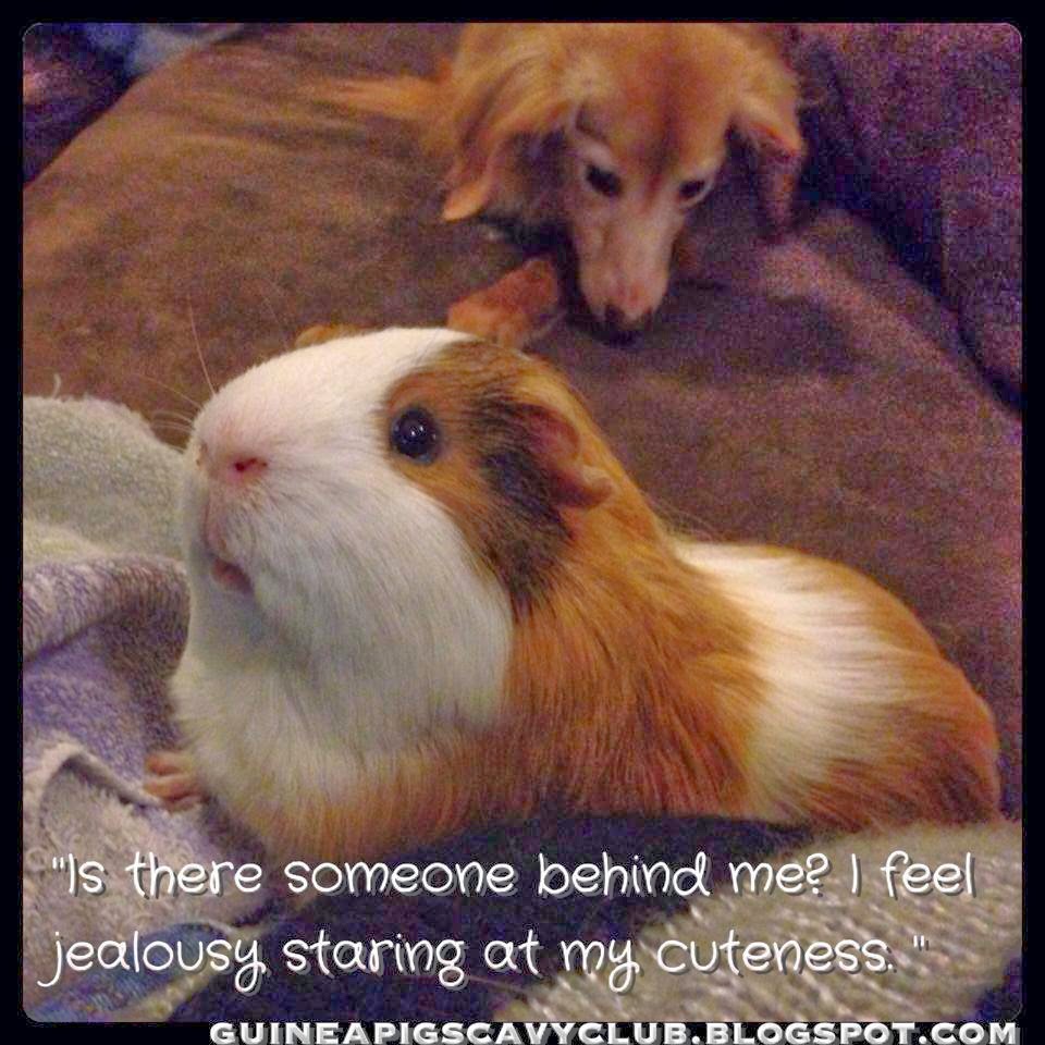 Guinea Pigs' Cavy Club Tips & Pics: Guinea Pig Funnies Just for Fun