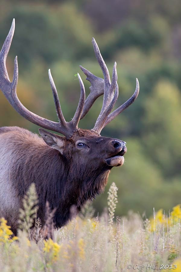 Country Captures: Limpy in the Evening