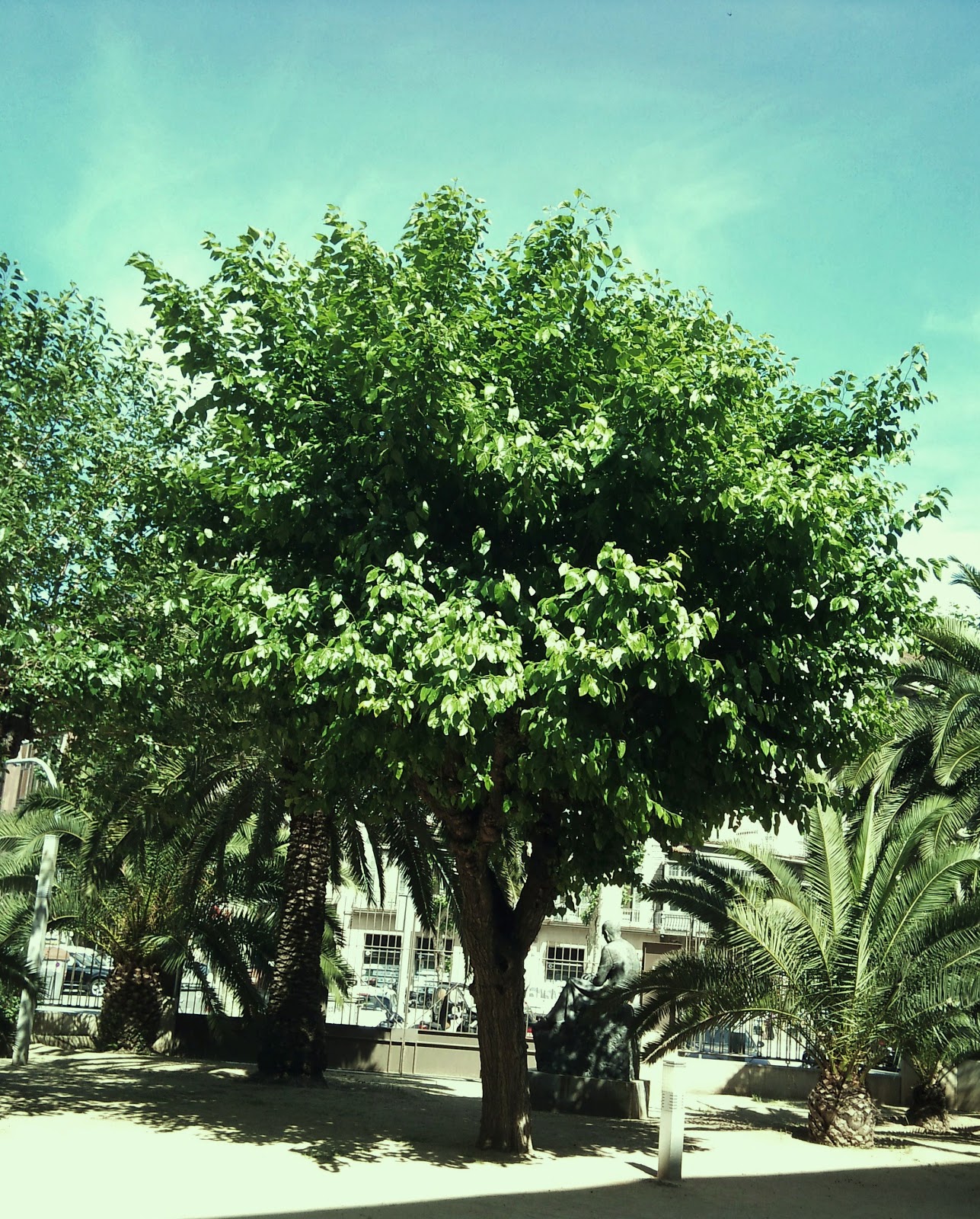 Árboles con alma: Morera. (Morus alba)