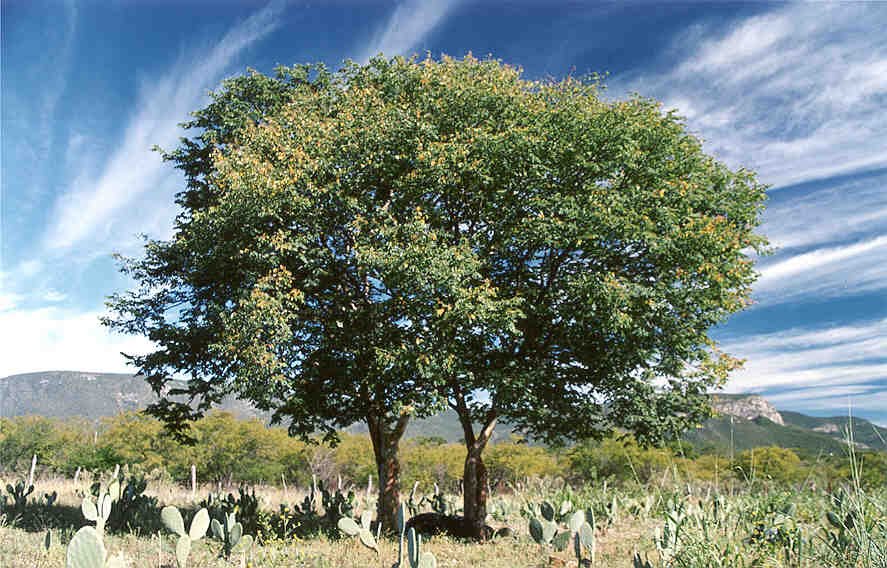 Camaru - Amburana cearensis