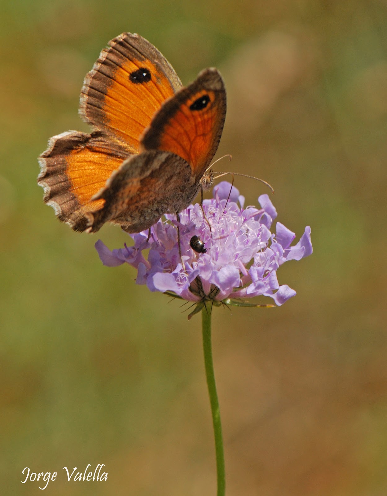 Isocero: Mariposas diurnas de Asturias (60 especies)