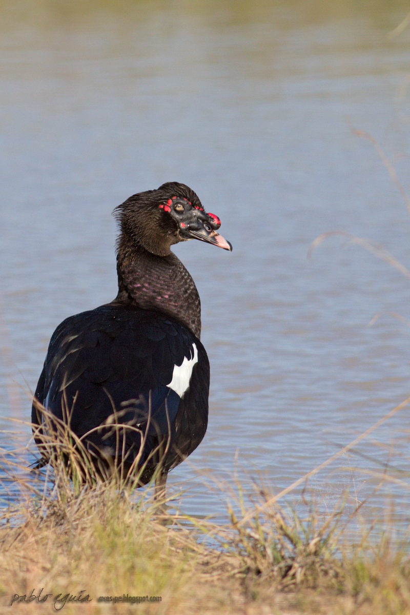 mis fotos de aves: Cairina moschata Pato Real Muscovy Duck