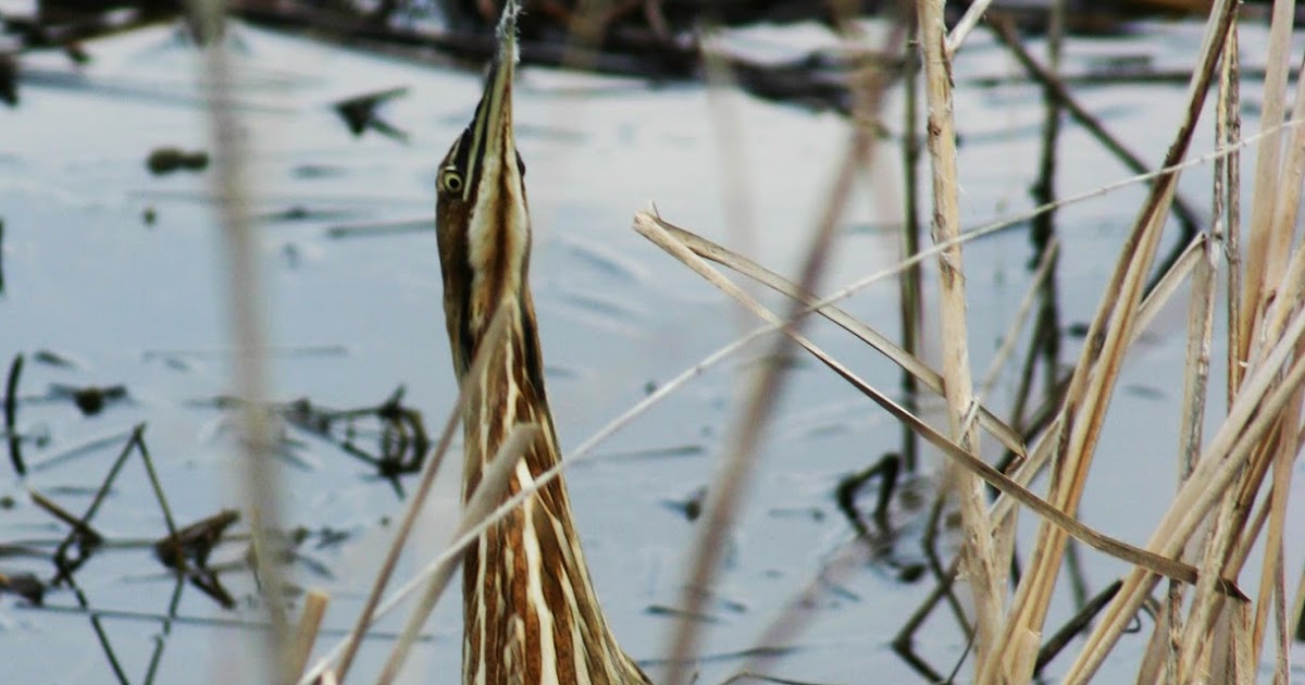 Wildture Photography : American Bittern