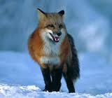 Endangered Animals: Red Fox