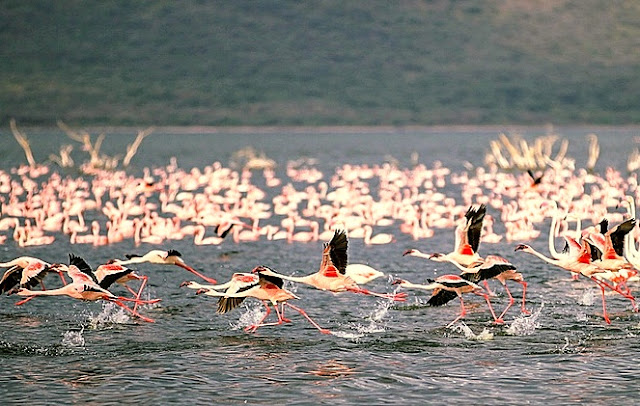 BARRY the BIRDER: Flamingos look particularly grand in flight