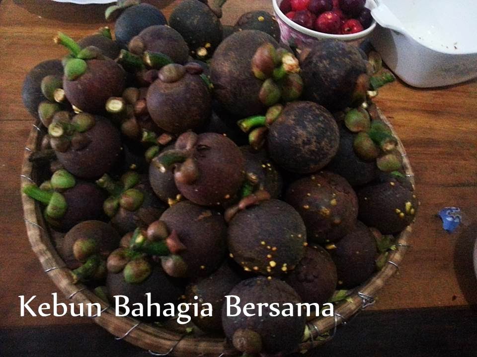 Kebun Bahagia Bersama: Grafted Oval Lemon Plant