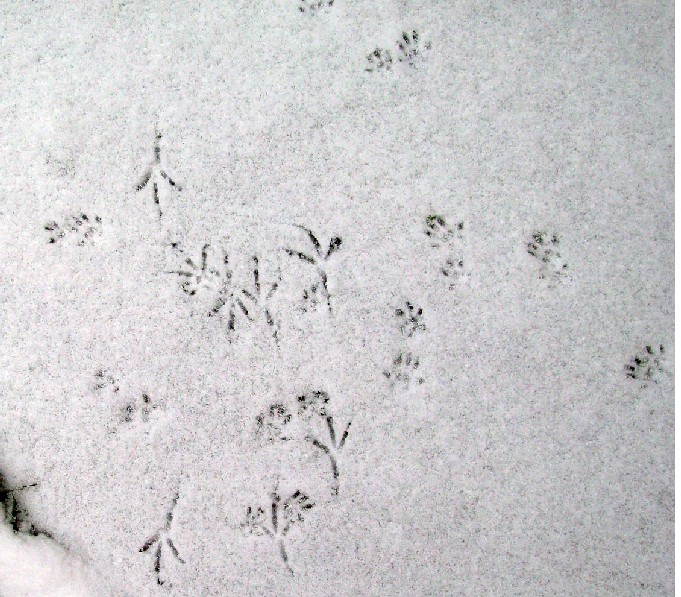 Sun Dried Sparrows: The cat, the rat and the blackbird